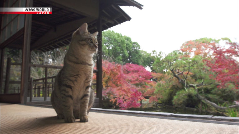 A Cat’s-Eye View of Japan on NHK WORLD-JAPAN | ZOOM JAPAN